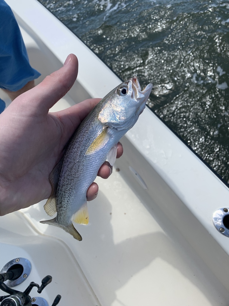 Weakfishes (Cynoscion) - Marine Life Identification