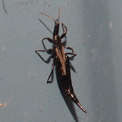 Suborder Tubulifera · iNaturalist United Kingdom