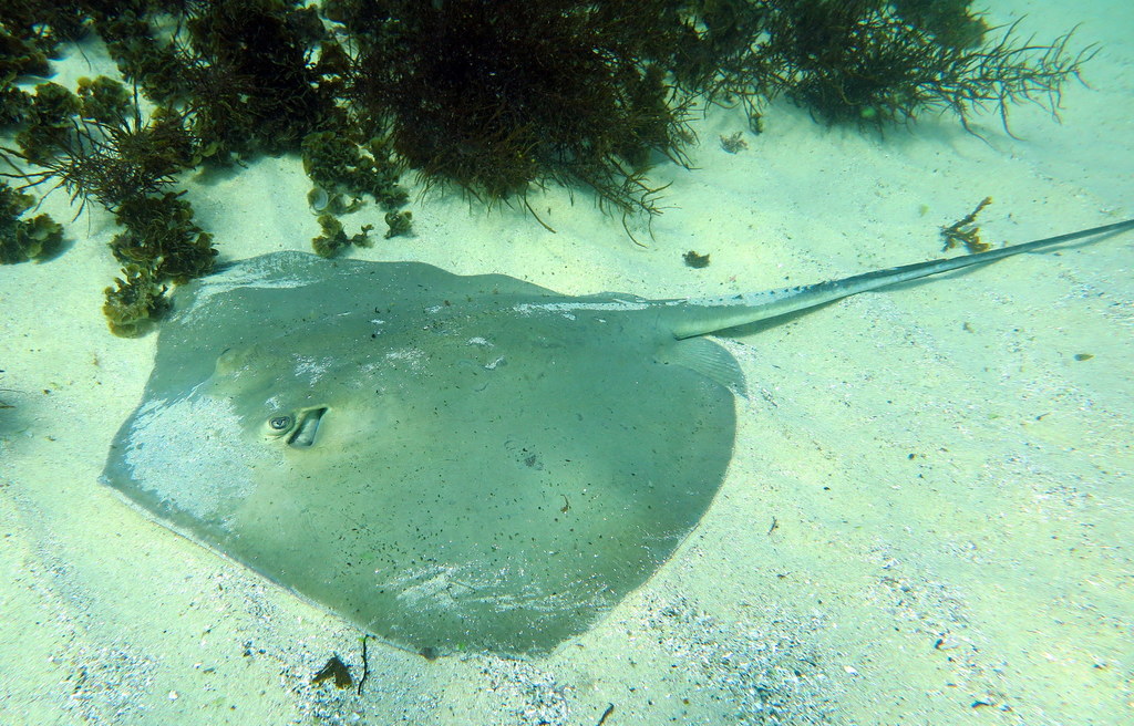 Whiptail Stingrays (Dasyatidae) - Marine Life Identification