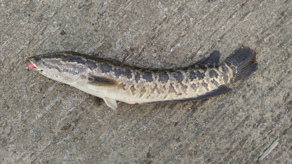 Northern Snakehead (Invasive Species of Texas) · iNaturalist
