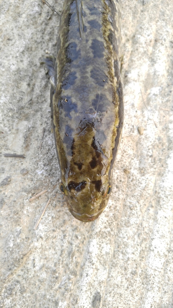 Northern Snakehead (Invasive Species of Texas) · iNaturalist