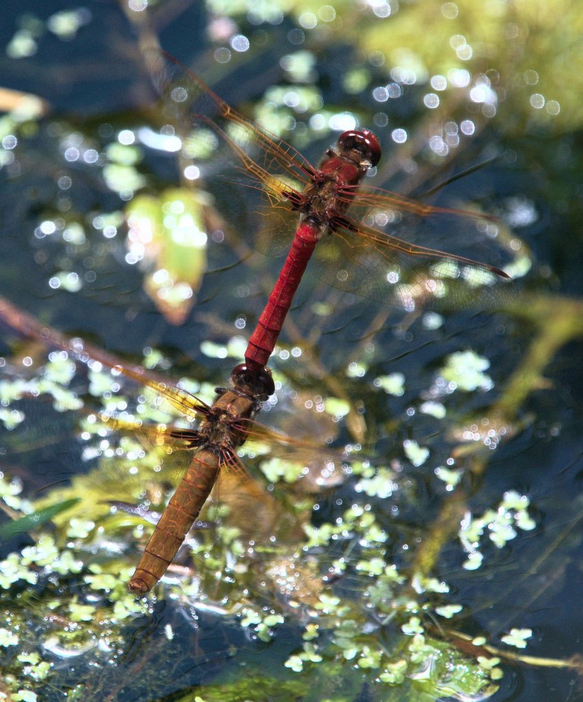 Cardinal Meadowhawk from Laurelhurst, Portland, OR, USA on June 1, 2020 ...