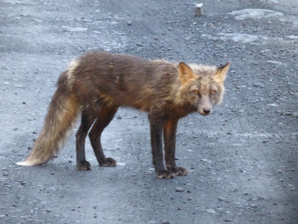 Kodiak Red Fox (Vulpes vulpes harrimani) - Know Your Mammals