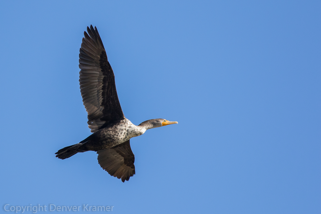 Double-crested Cormorant from Lewisville, TX, USA on February 24, 2016 ...