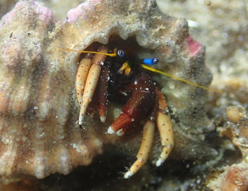 Morgan's Hermit Crab (Calcinus morgani) · iNaturalist