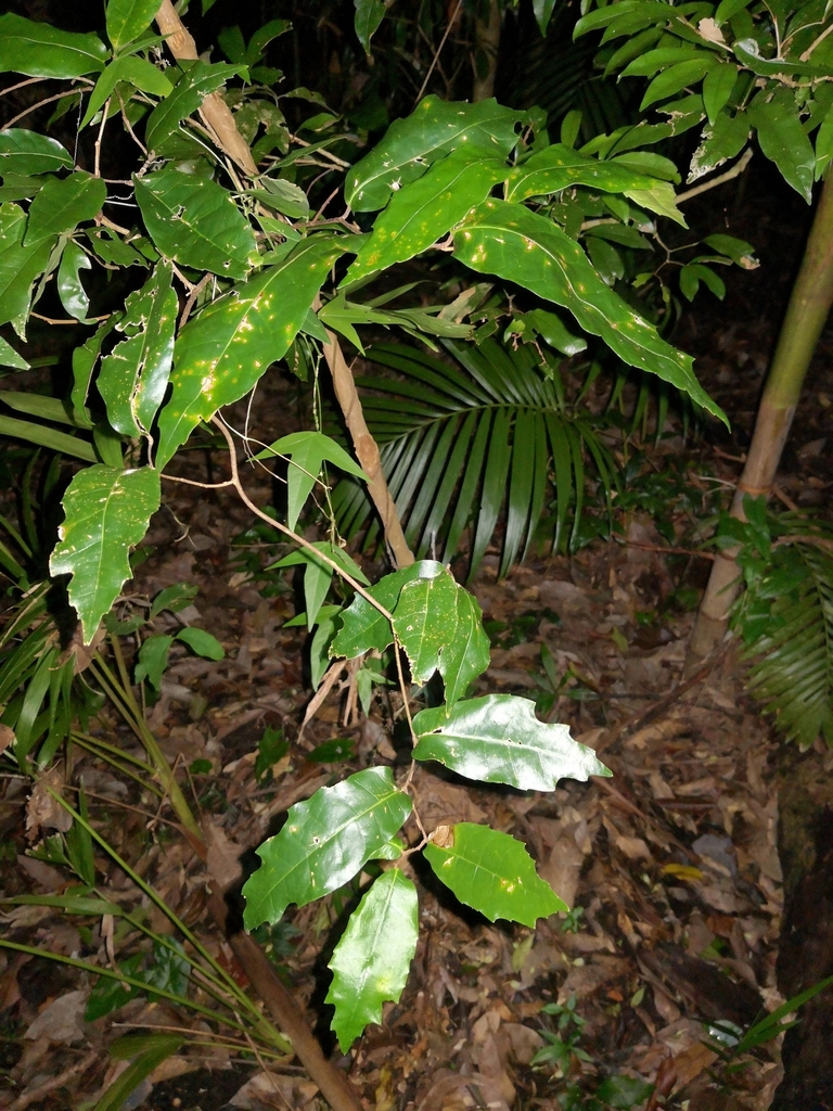 Burnie Vine from Woolgoolga NSW 2456, Australia on June 02, 2020 at 07:44 PM by Nick Lambert ...
