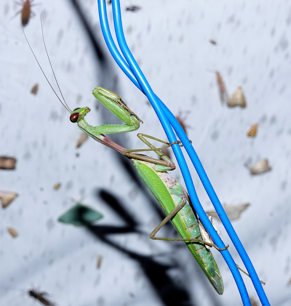 Giant Asian Mantises from Makunda Forest trail, Karimganj, Assam, India ...