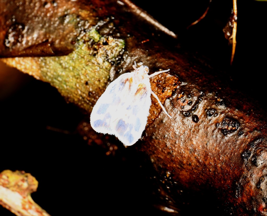 Borysthenes emarginatus from 香港西貢 on May 31, 2020 at 06:26 PM by sk2 ...