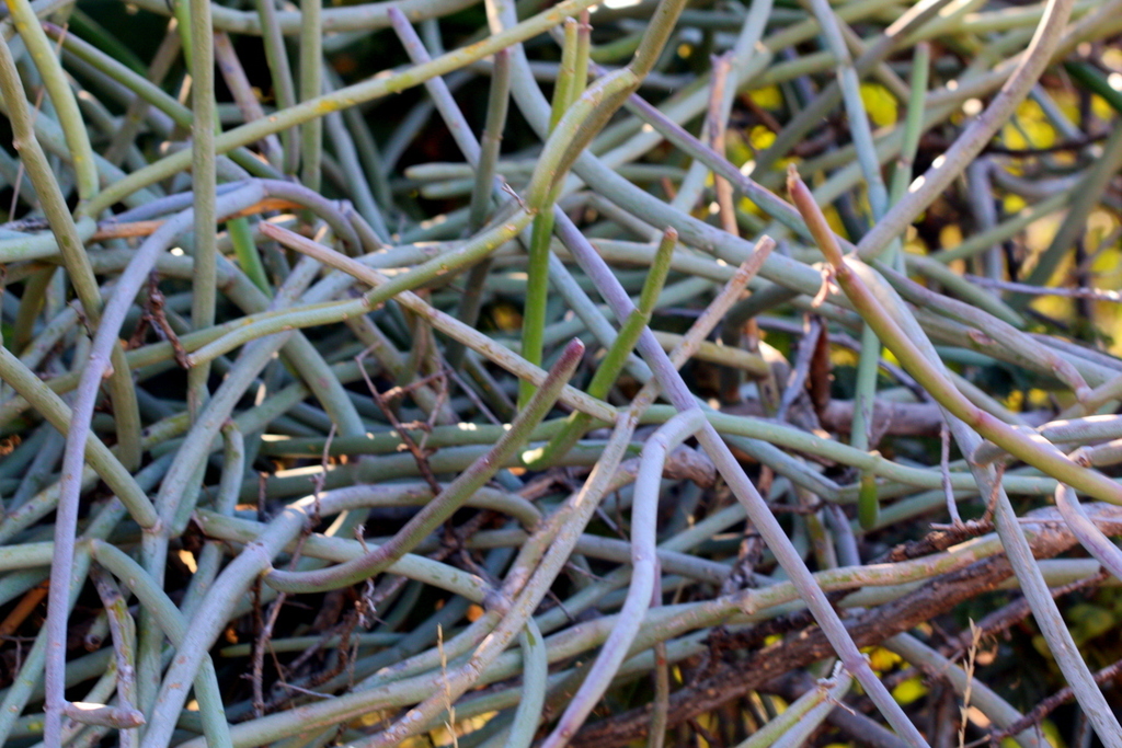 Caustic Vine from Wonderboom, Pretoria, 0182, South Africa on June 1 ...