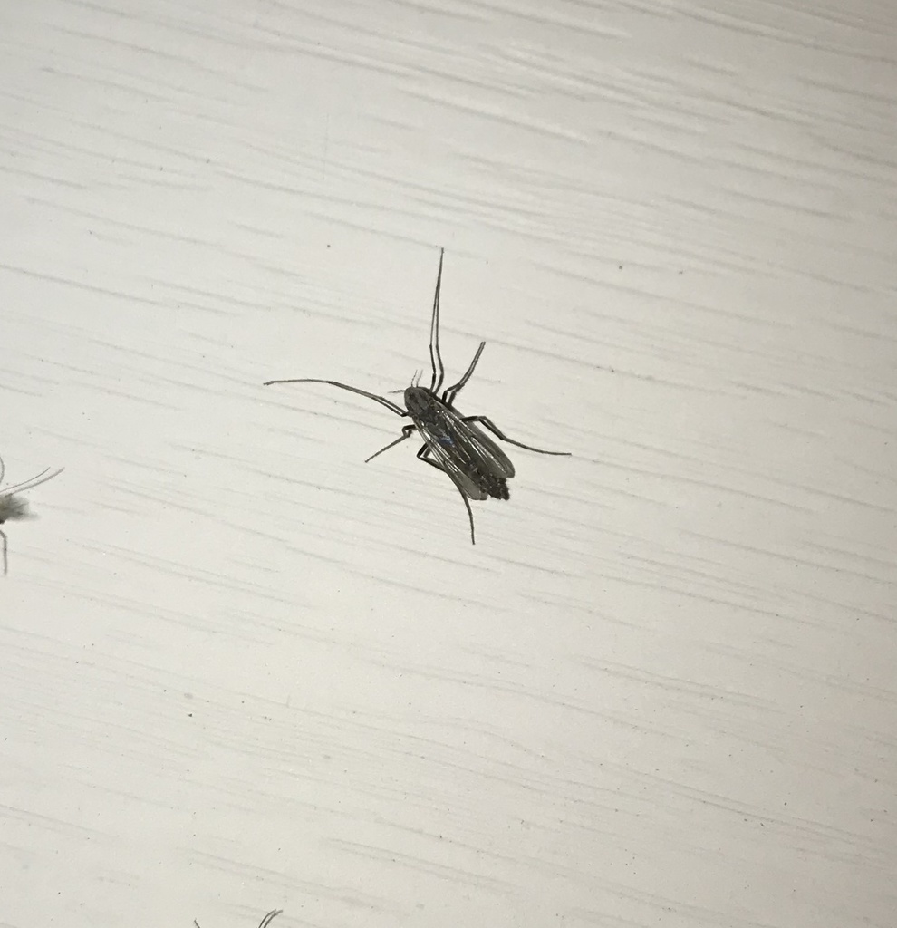 Non-biting Midges in June 2020 by Matthew Thompson · iNaturalist