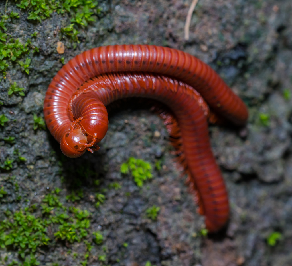 Rusty Millipede (Biodiversity of the Four Seasons Resort Hualālai ...