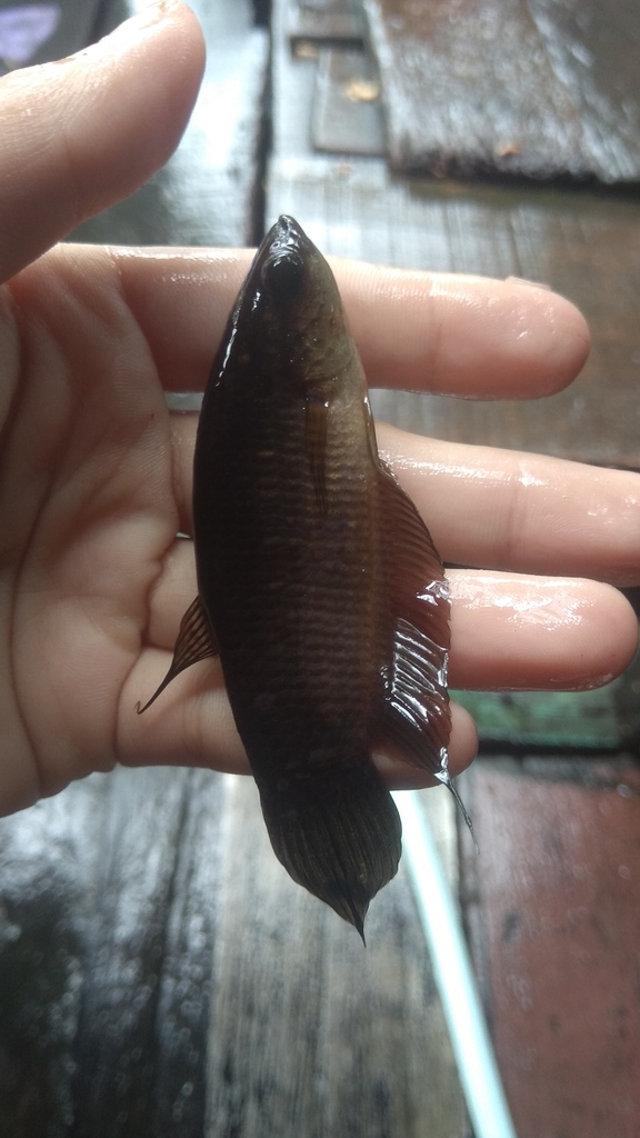 Giant Betta from Kota Palangka Raya, Kalimantan Tengah, Indonesia on ...