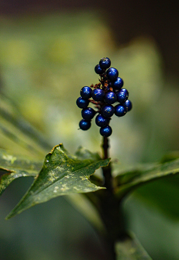 marble berry from Yangambi, Tshopo, Democratic Republic of the Congo on ...