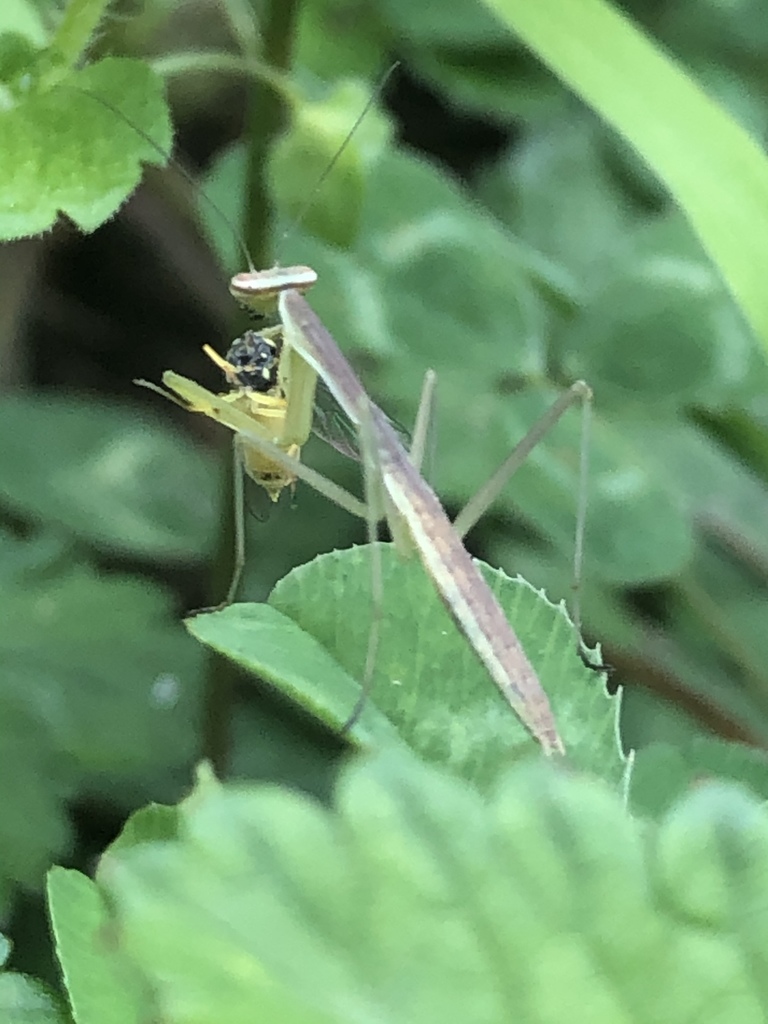 Chinese Mantis from Seville Dr, Nashville, TN, US on June 2, 2020 at 10 ...