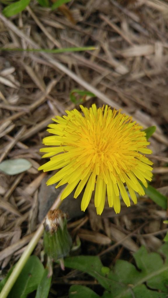dandelions from Midge Cramer Path Corvallis, OR 97330 on May 6, 2017 at ...