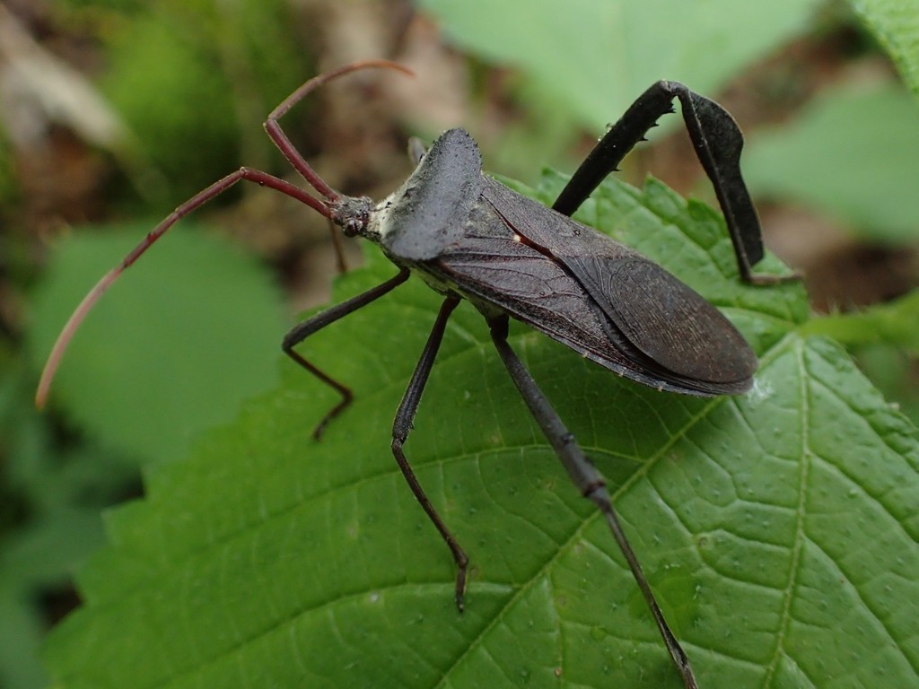 Giant leaf-footed bug from Blue Ridge Parkway near High Swan on May 5 ...