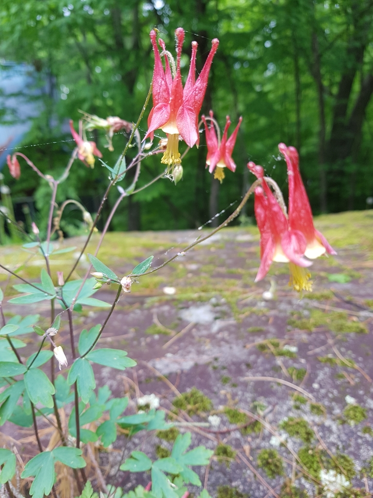 red columbine from Leeds and the Thousand Islands, ON, Canada on June 2 ...