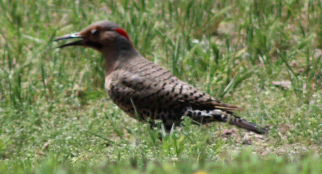 Northern Flicker from Kearney County, US-NE, US on June 2, 2020 at 12: ...