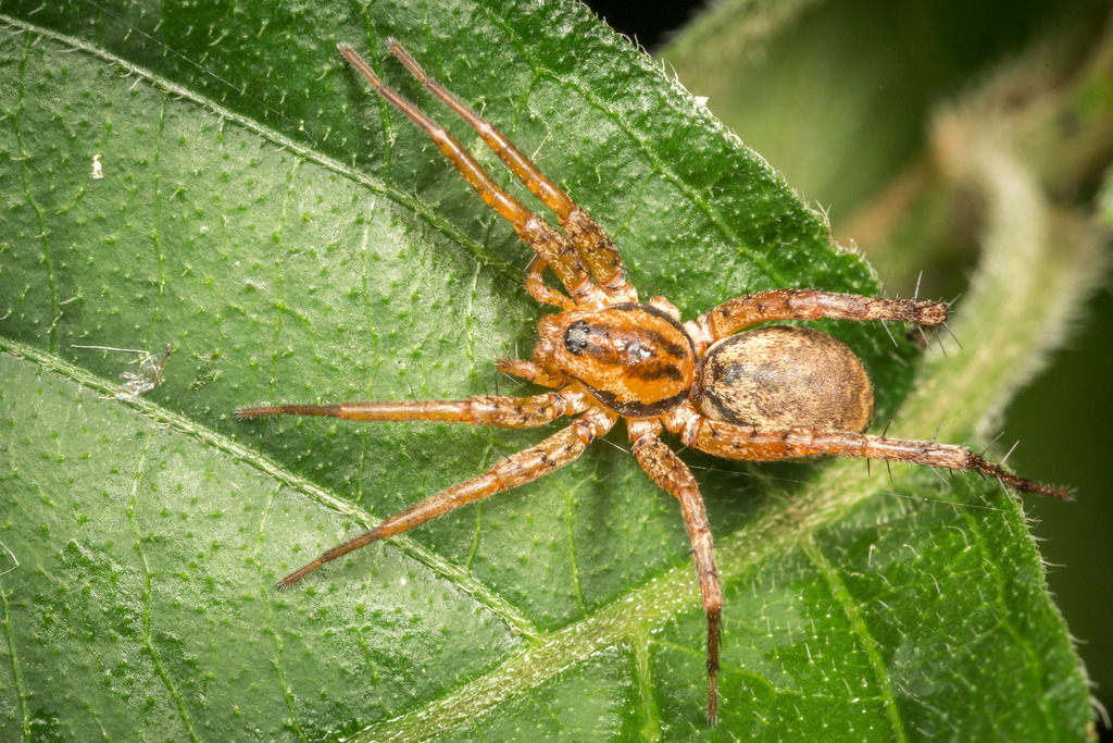Entelegyne Spiders from Lusizini, South Africa on December 27, 2014 at ...