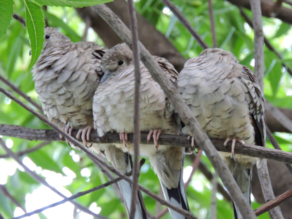 Inca Dove in May 2020 by rakshas · iNaturalist