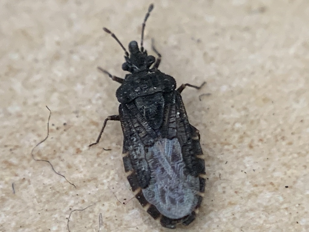 Aradus from Riverside, California, United States on May 7, 2020 at 04: ...