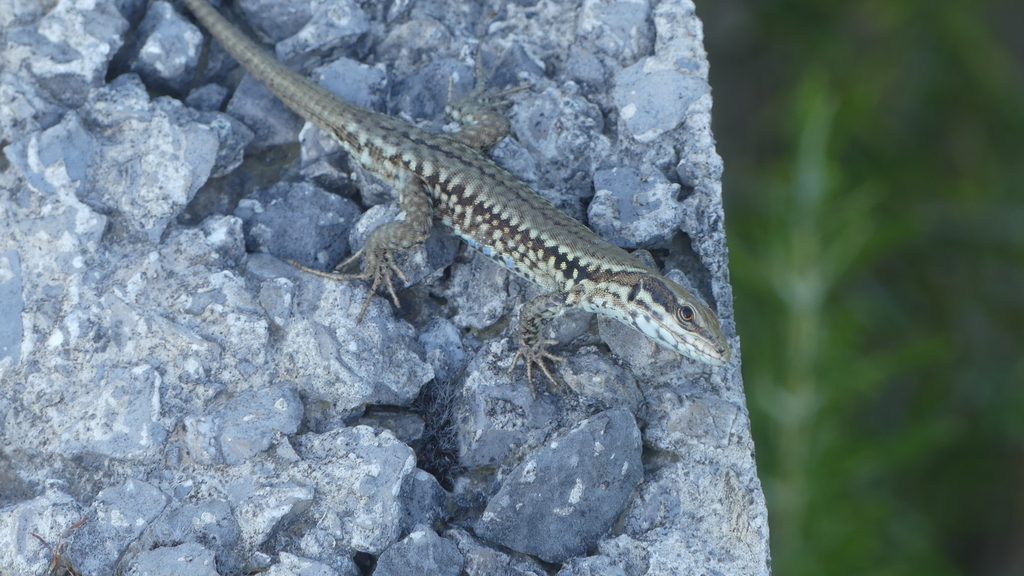 Common Wall Lizard from 34190 Ferrières-les-Verreries, France on June ...