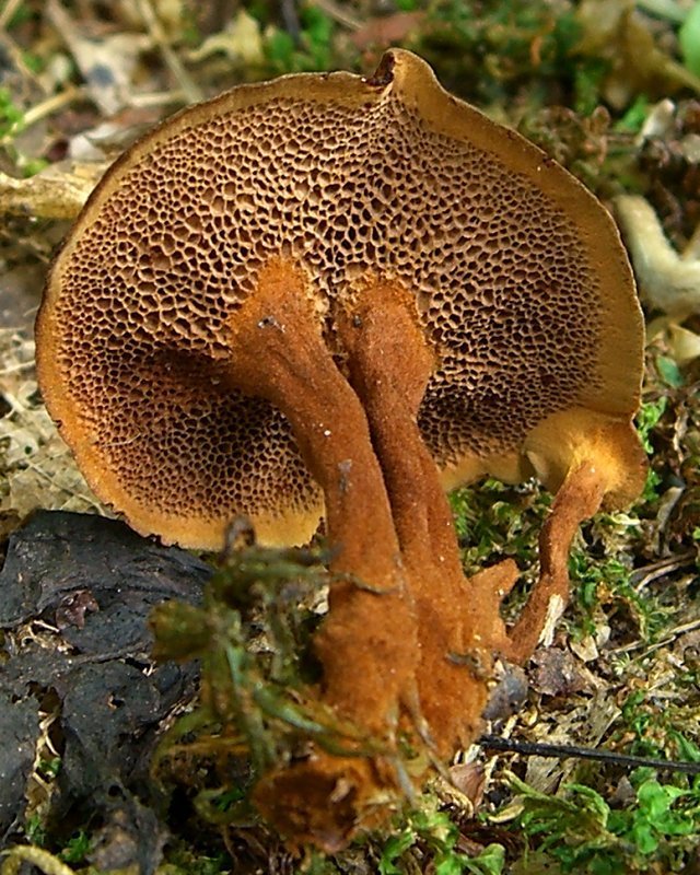 Shiny cinnamon polypore (Local Fungi of NWFL) · iNaturalist