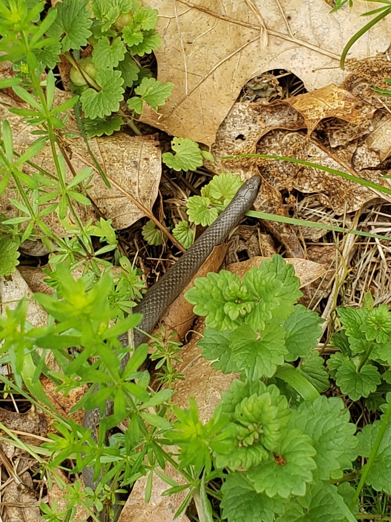 Mountain Earthsnake in June 2020 by cmitch32 · iNaturalist