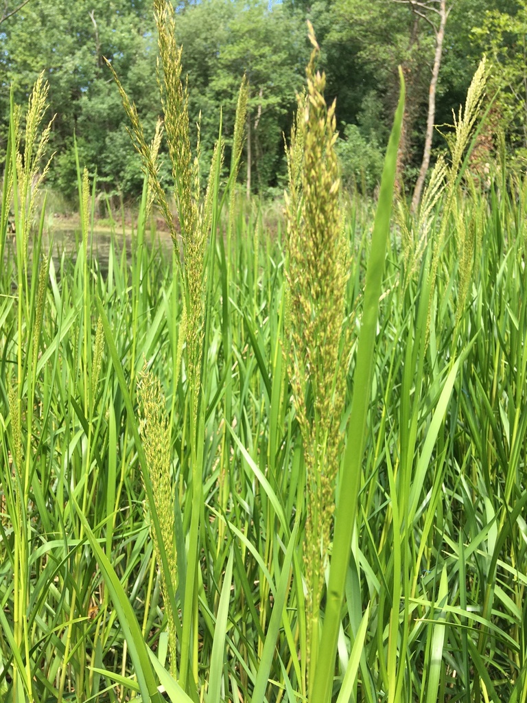 reed meadowgrass from Great Britain, Whiston, England, GB on June 2 ...