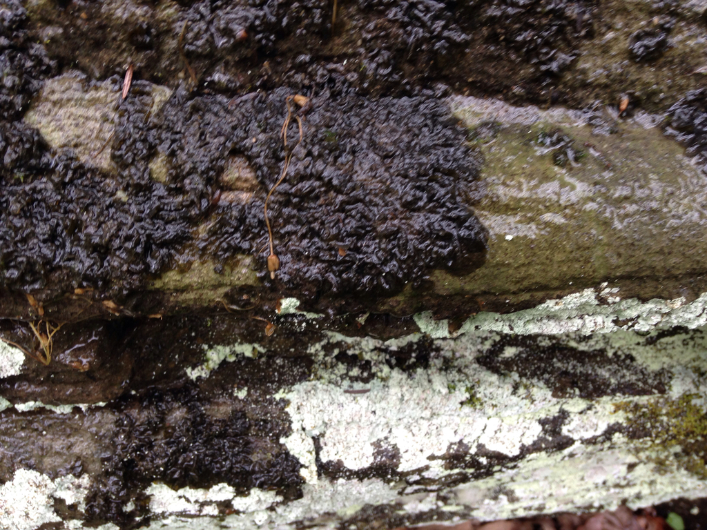 Tree Jelly in May 2017 by Tomás Curtis · iNaturalist