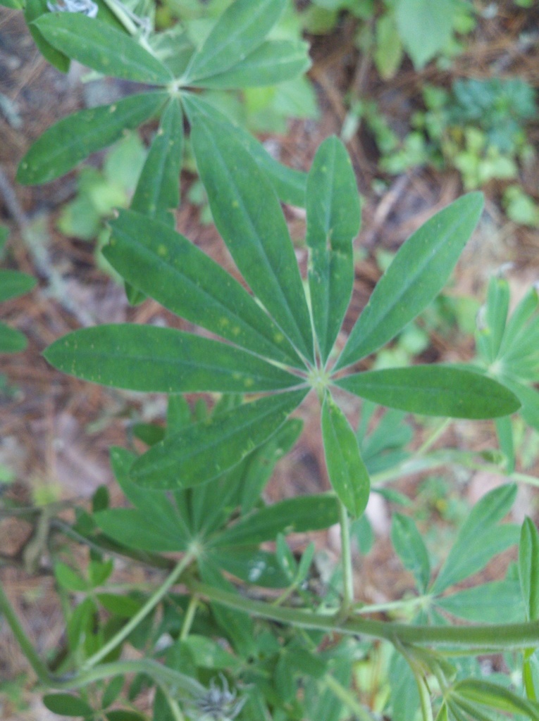 (Lupinus reflexus) - Botanical Realm