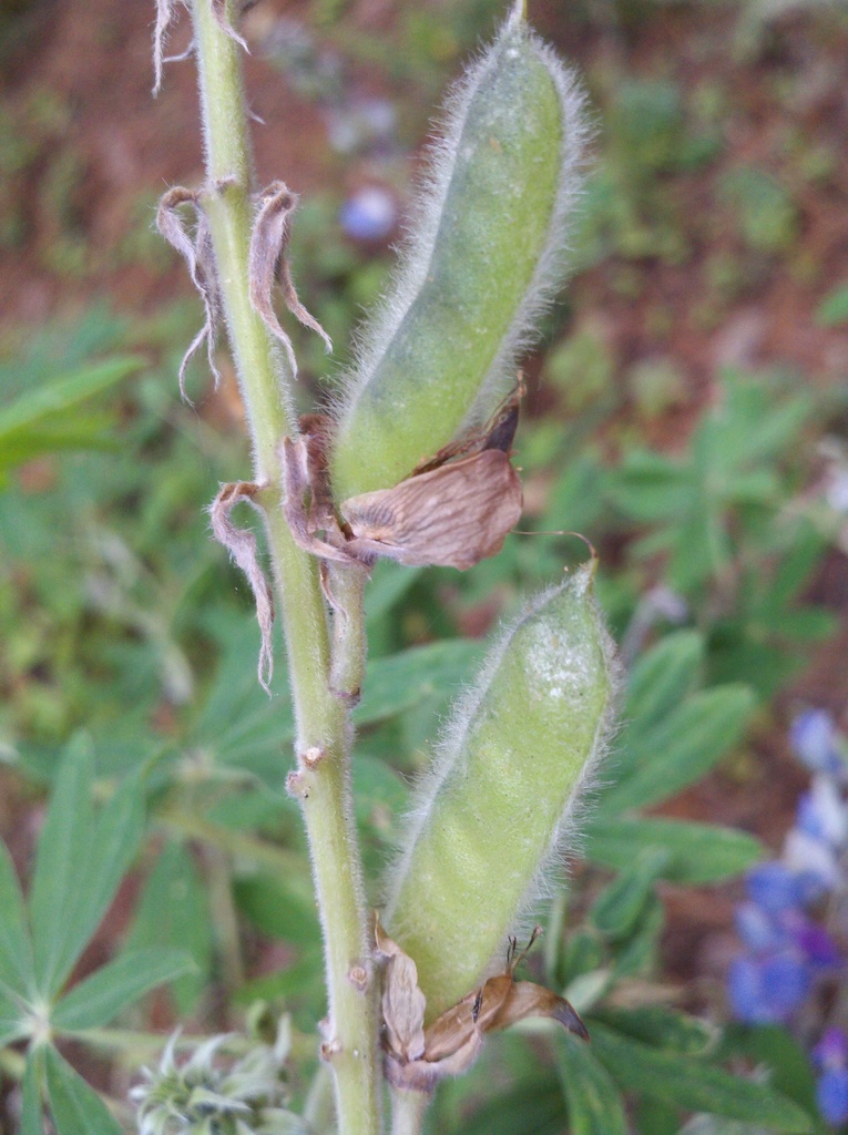 (Lupinus reflexus) - Botanical Realm