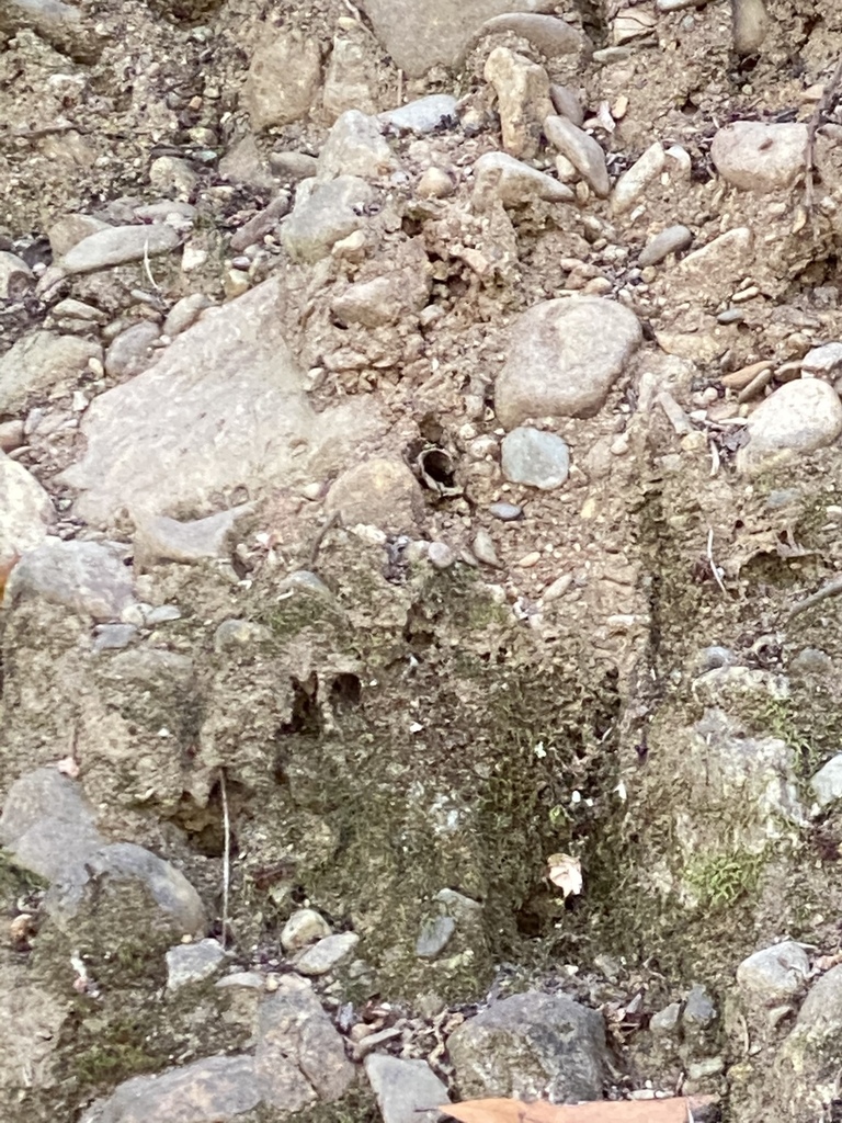 California Turret Spider from Los Gatos Creek Trail, Los Gatos, CA, US ...