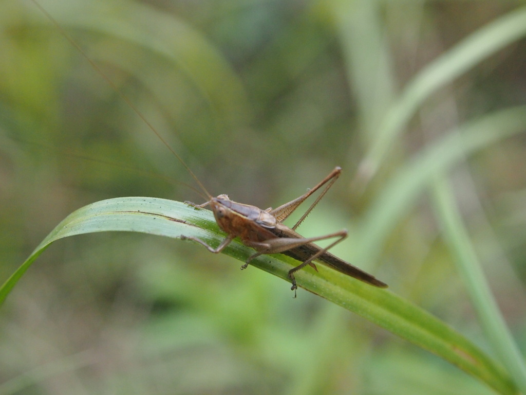 Brown Grasshopper With Stinger