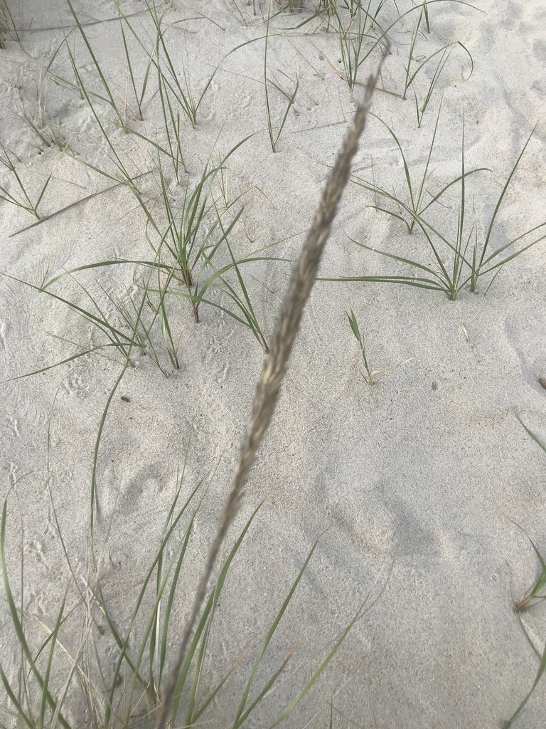 American marram grass from Short Beach, Hempstead, NY, US on June 2 ...