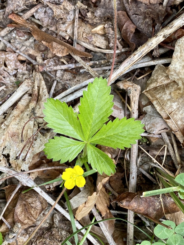 common cinquefoil (Potentilla simplex) - Botanical Realm