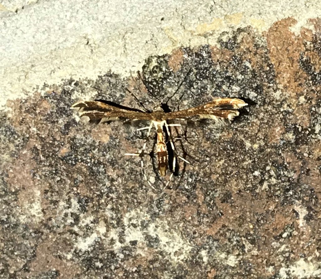 Himmelman's and Busck's Plume Moths from Along Ijams Branch, off of Co ...