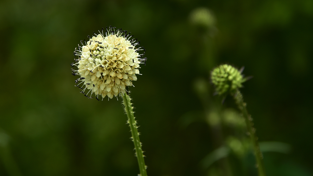Dipsacus inermis from Тяньмэнь, Хубэй, Китай on August 23, 2017 at 07: ...