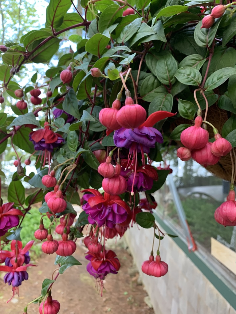 hybrid fuchsia in June 2020 by Betsey Dalbeck · iNaturalist