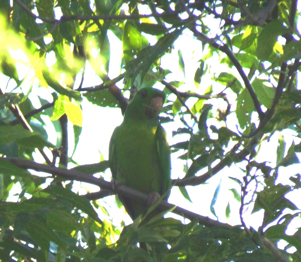 Perico Mexicano en mayo 2017 por Gilberto Torres · NaturaLista Mexico