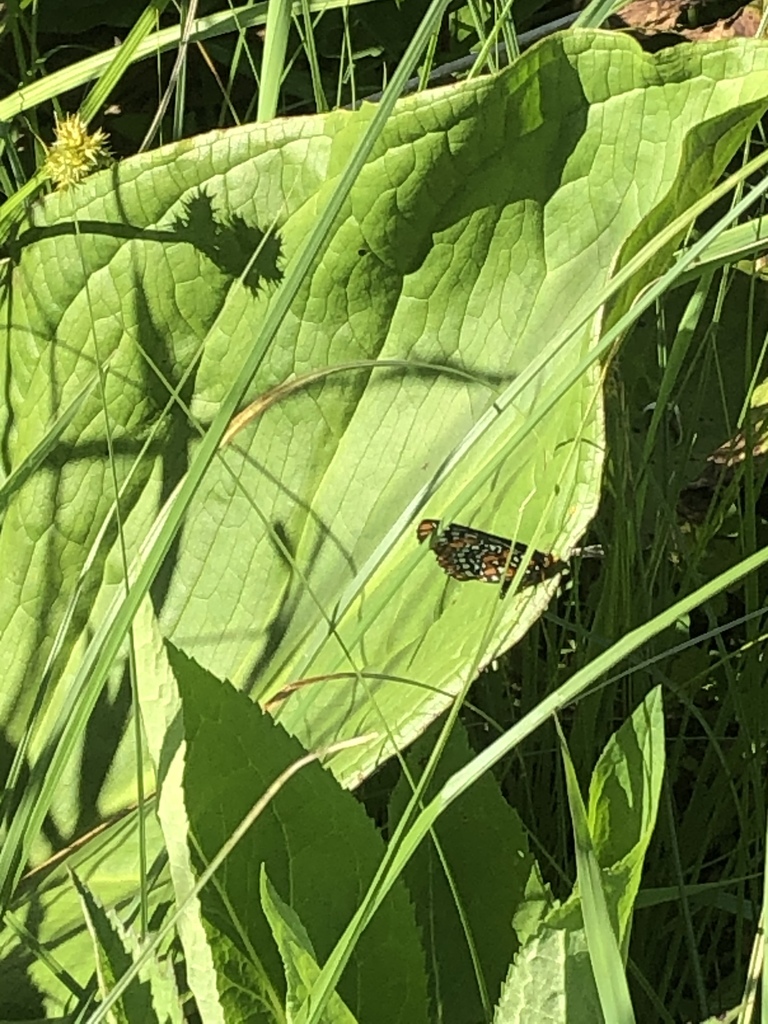 Baltimore Checkerspot in June 2020 by Dan Enders · iNaturalist