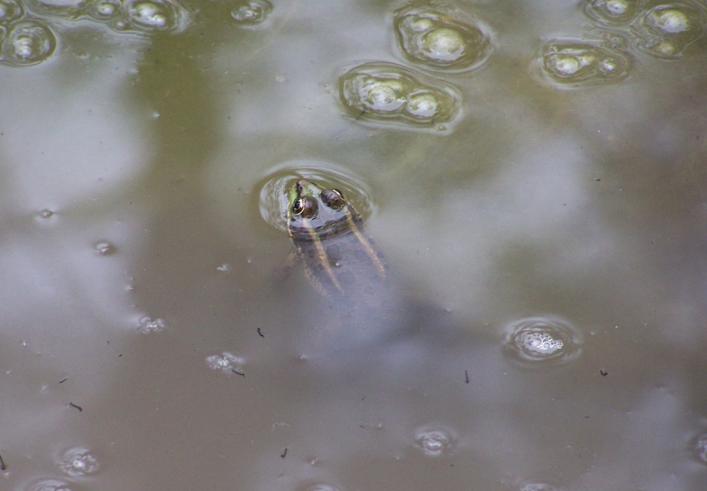 Vegas Valley Leopard Frog from Young, AZ 85554, USA on May 21, 2009 at ...