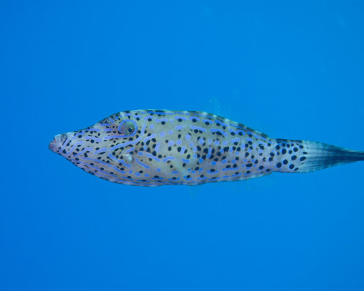 (Aluterus) - Marine Life Identification