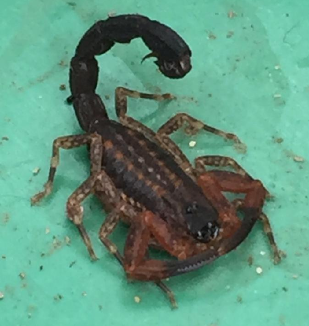 Tityus columbianus (Thorell, 1876)