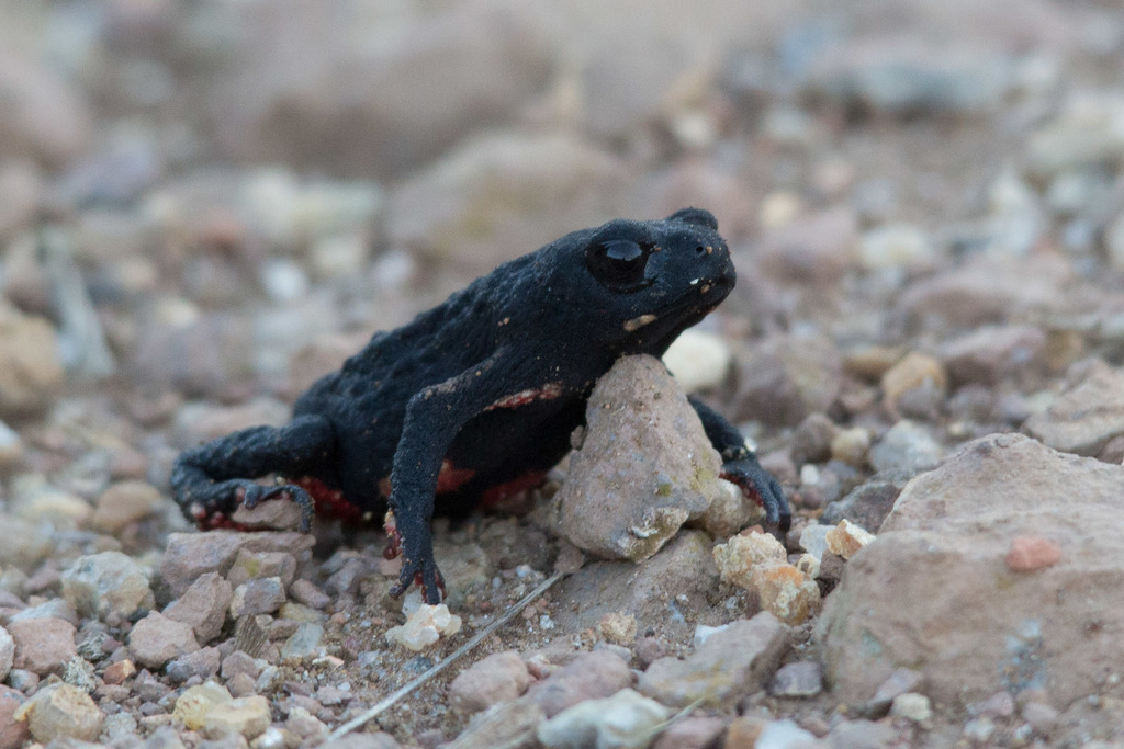 Uruguay Redbelly Toad from Bom Jesus, RS, 95290-000, Brasil on February ...