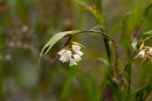 Elleanthus albiflorus · iNaturalist United Kingdom