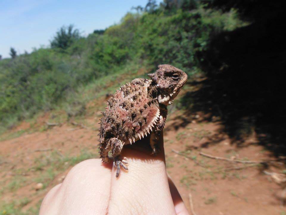 Mountain Horned Lizard from Chapa de Mota, Méx., México by Pedro Javier ...