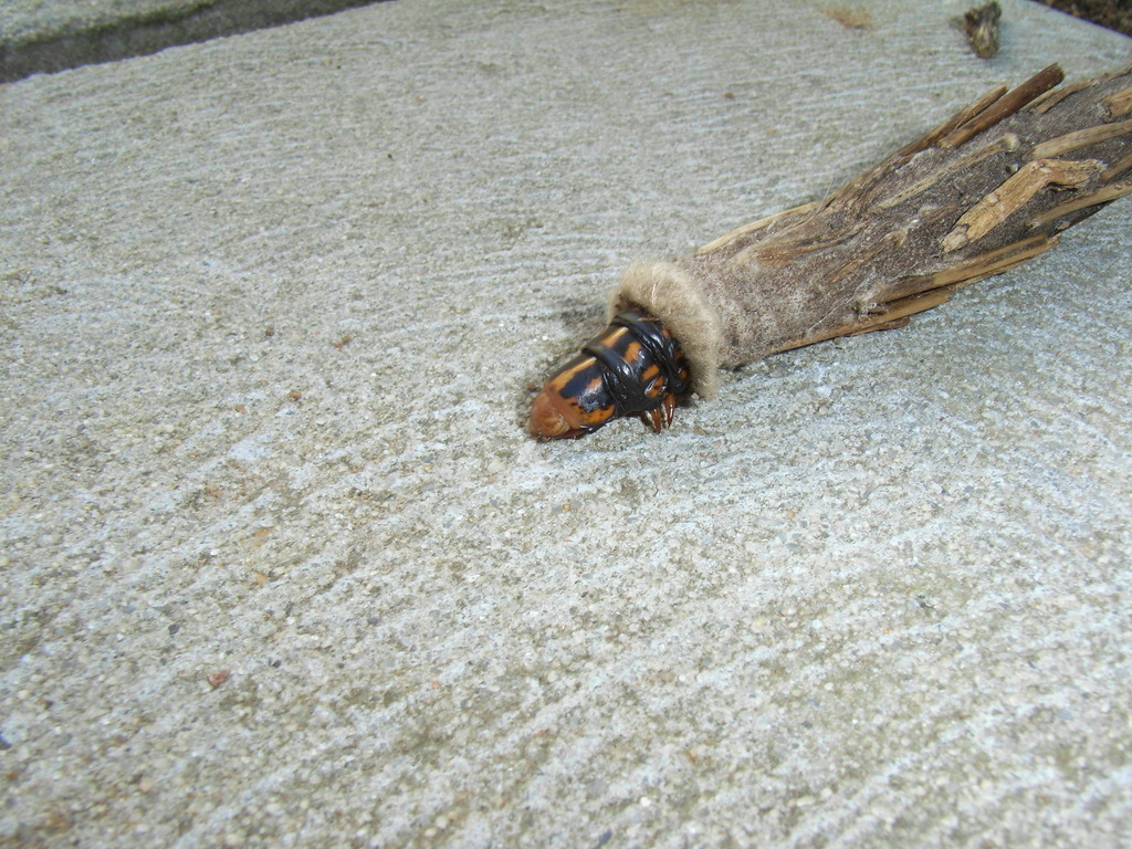 Saunders' Case Moth from 4 Ronald Ct, Somerville VIC 3912, Australia on ...