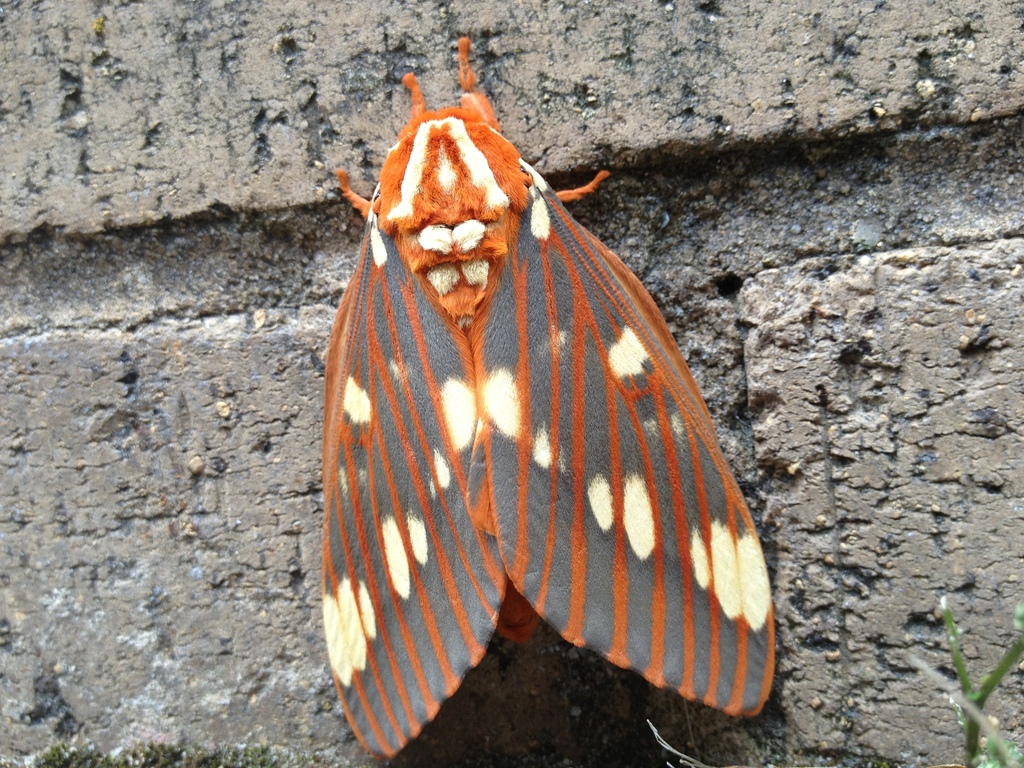 Royal Walnut Moth (MatBio: BUTTERFLIES & MOTHS - Matanzas Biodiversity ...