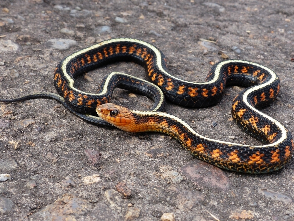 Red-spotted Garter Snake (Thamnophis sirtalis concinnus) - Snakes and ...